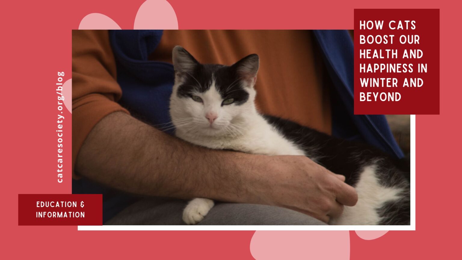 Cat Care Society – Where ALL cats have the opportunity to thrive.