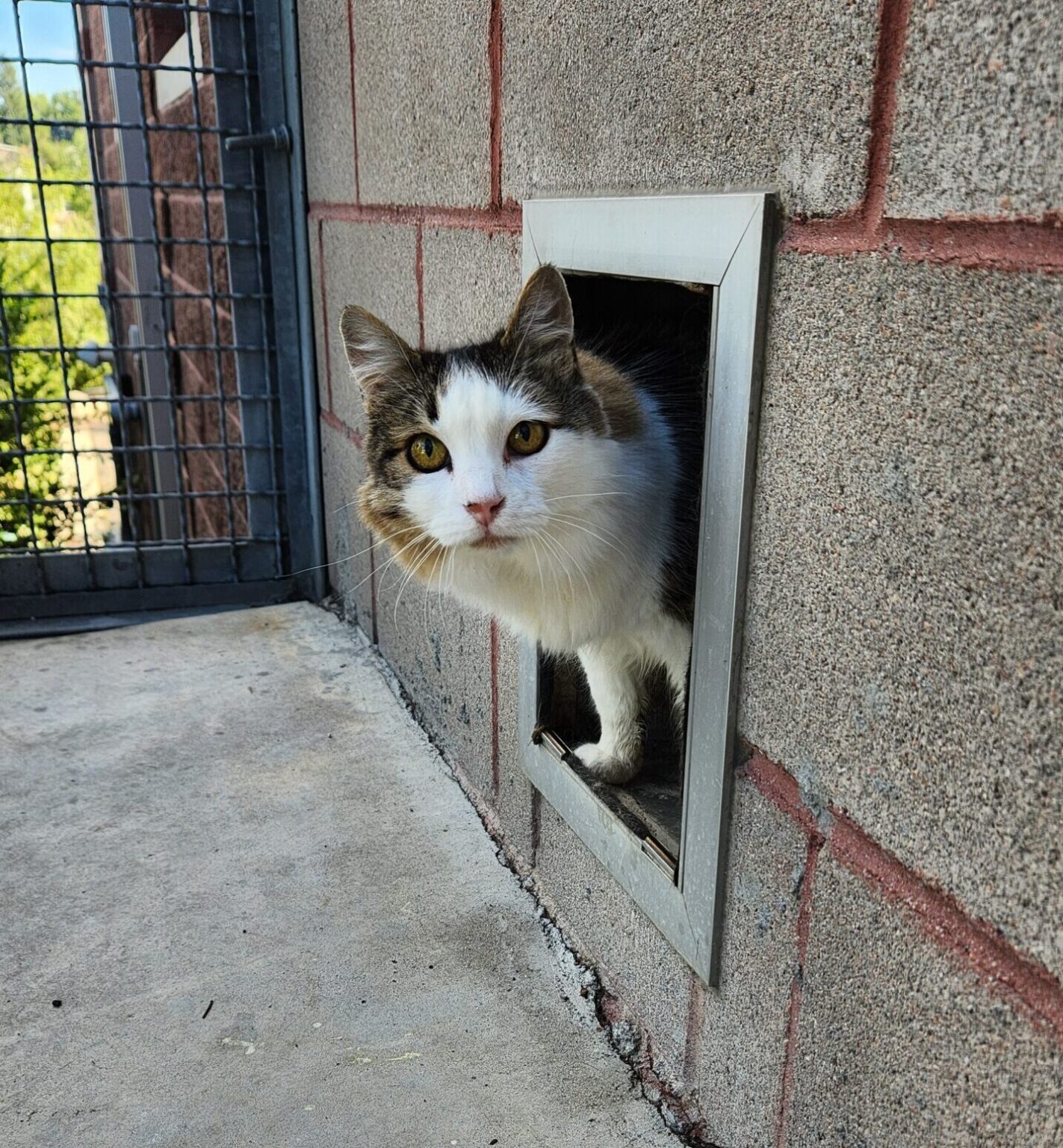 PACFA Explained: How the Pet Animal Care Facilities Act (PACFA) Raises ...