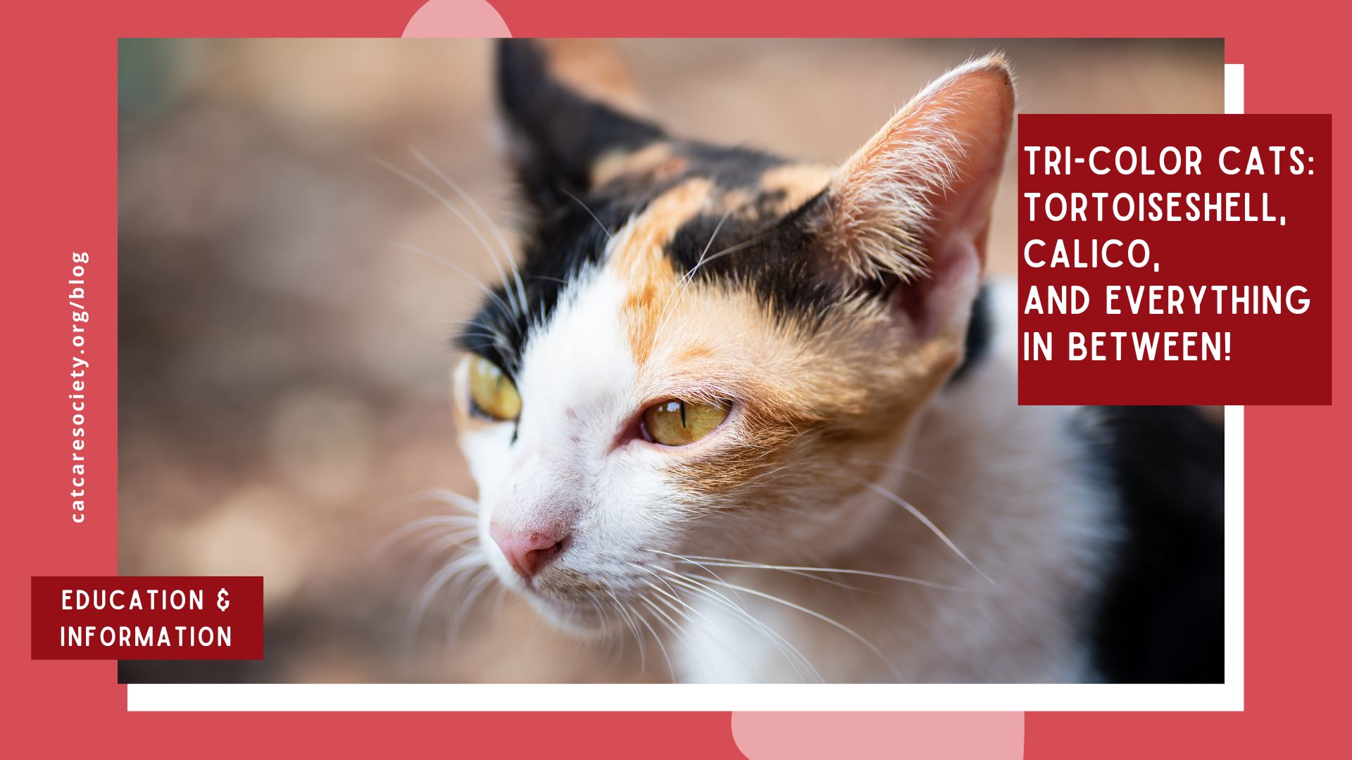 Cat Care Society – Where ALL cats have the opportunity to thrive.