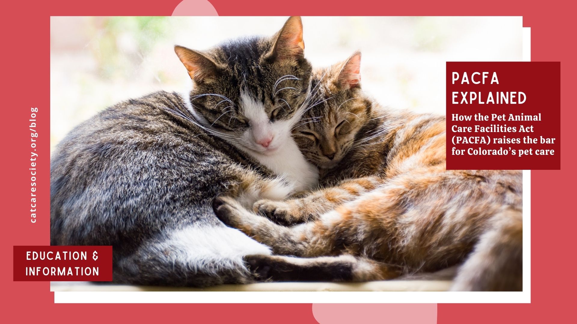 PACFA Explained: How the Pet Animal Care Facilities Act (PACFA) Raises ...