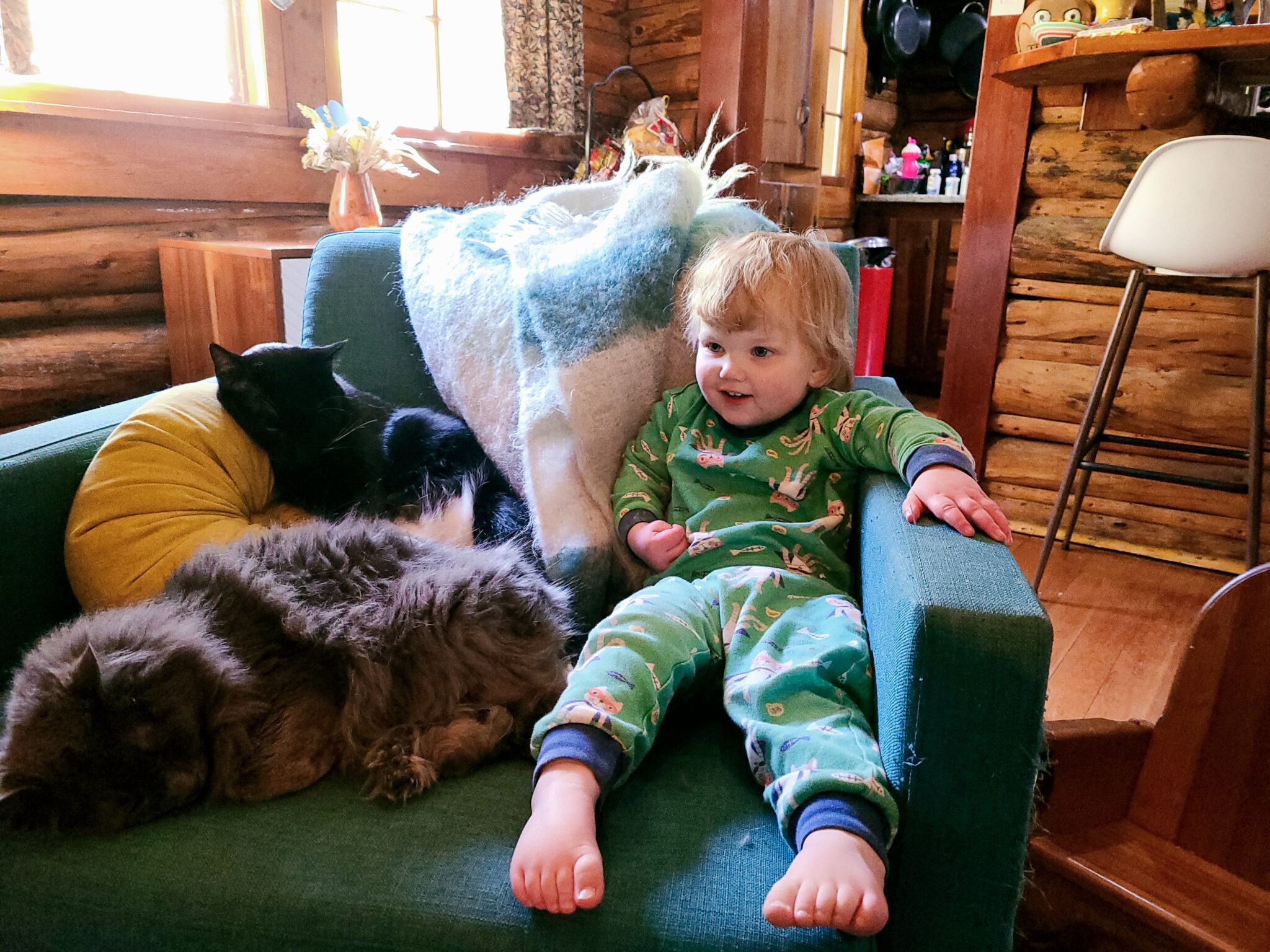 5 Essential Tips for Introducing Children and Cats | Cat Care Society