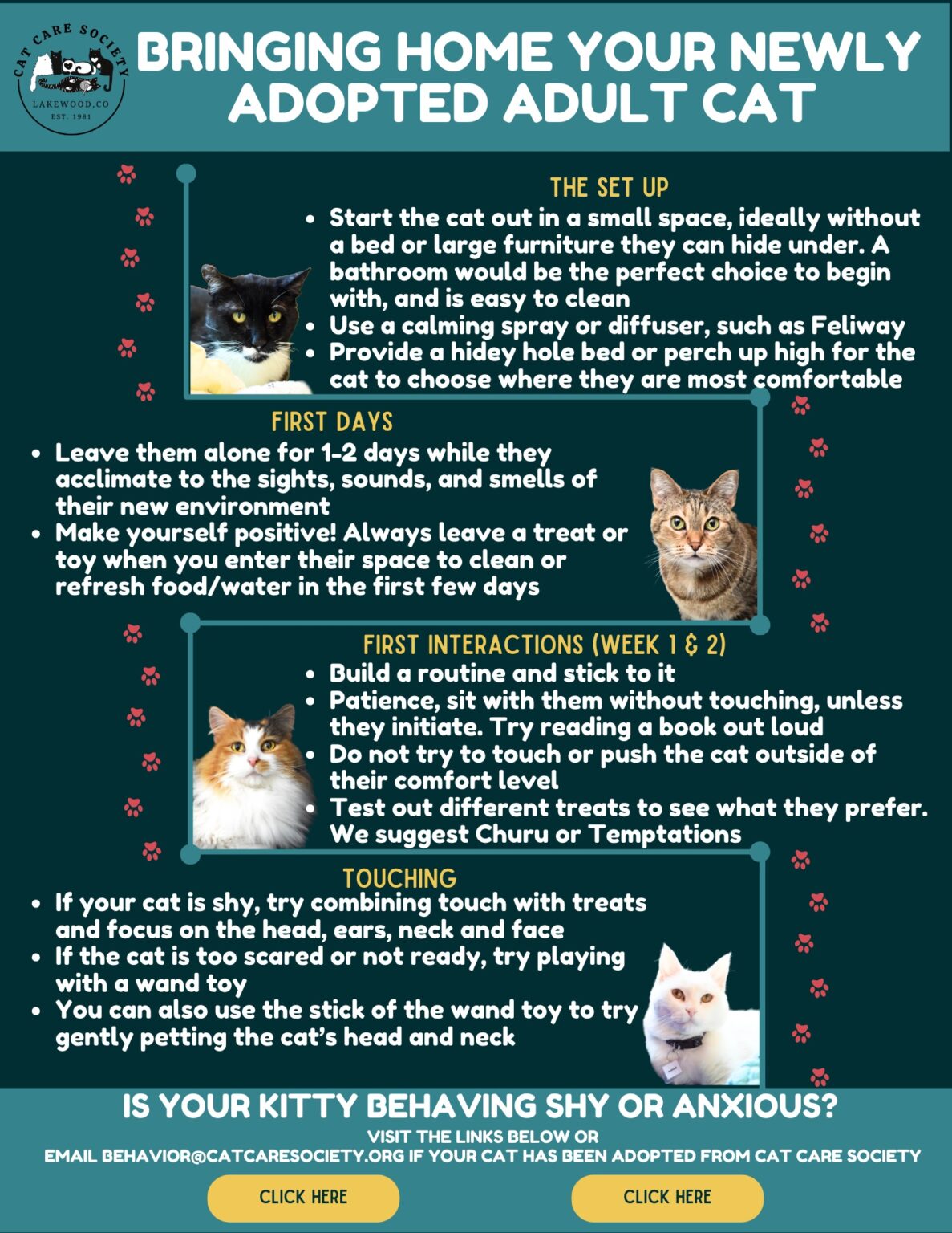 Cat Behavior and Litter Box Management Tips | Cat Care Society