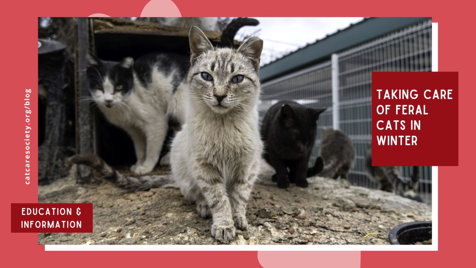 How to Care for Local Feral Cats in Your Community in Winter | Cat Care ...