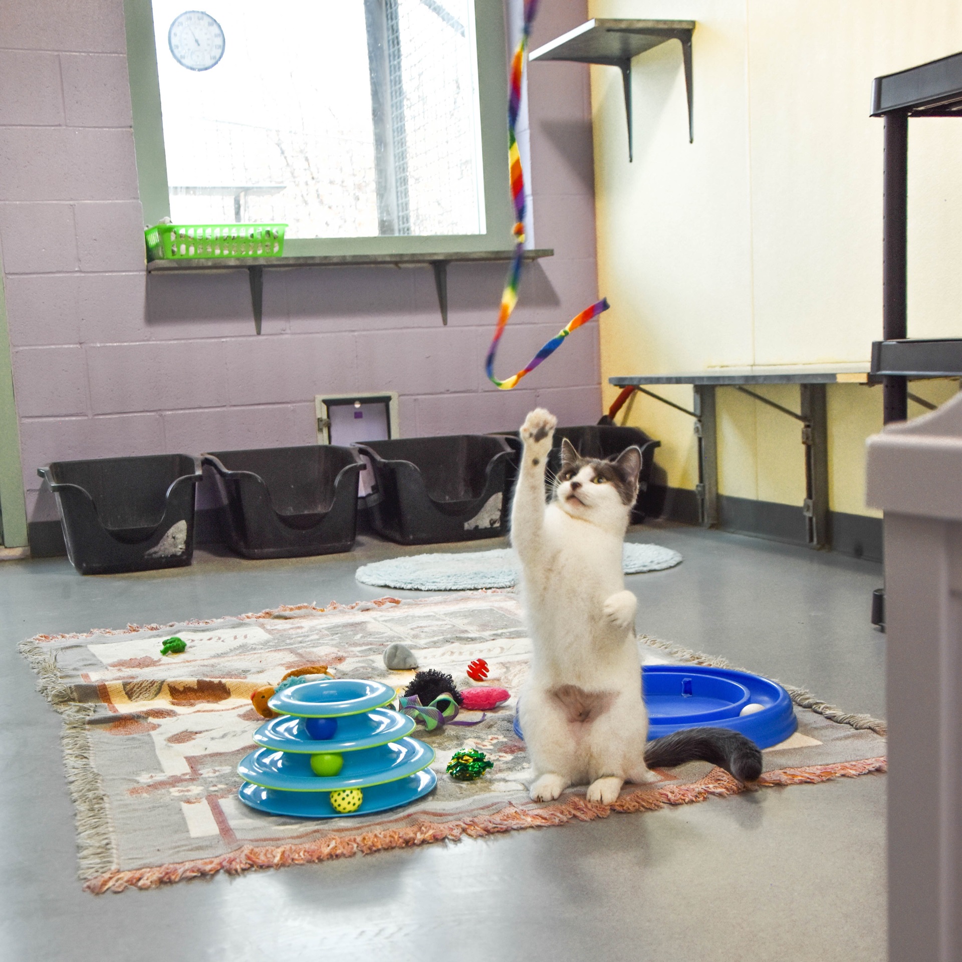 Privacy Policy | Cat Care Society