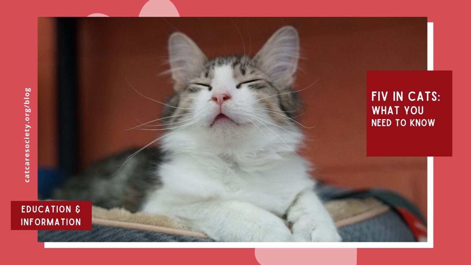 FIV in Cats: What You Need to Know | Cat Care Society