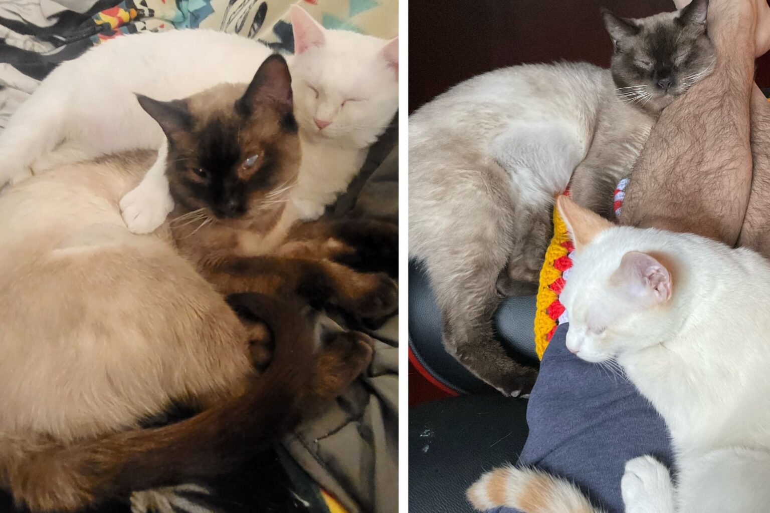 Fish Stick’s Story of Beating the Odds – Cat Care Society