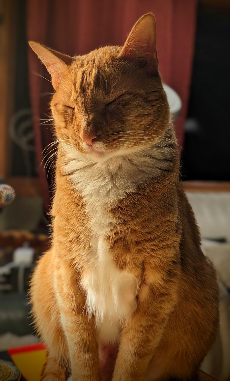 Overstimulation in Cats: Understanding “Aggressive” Behavior and ...