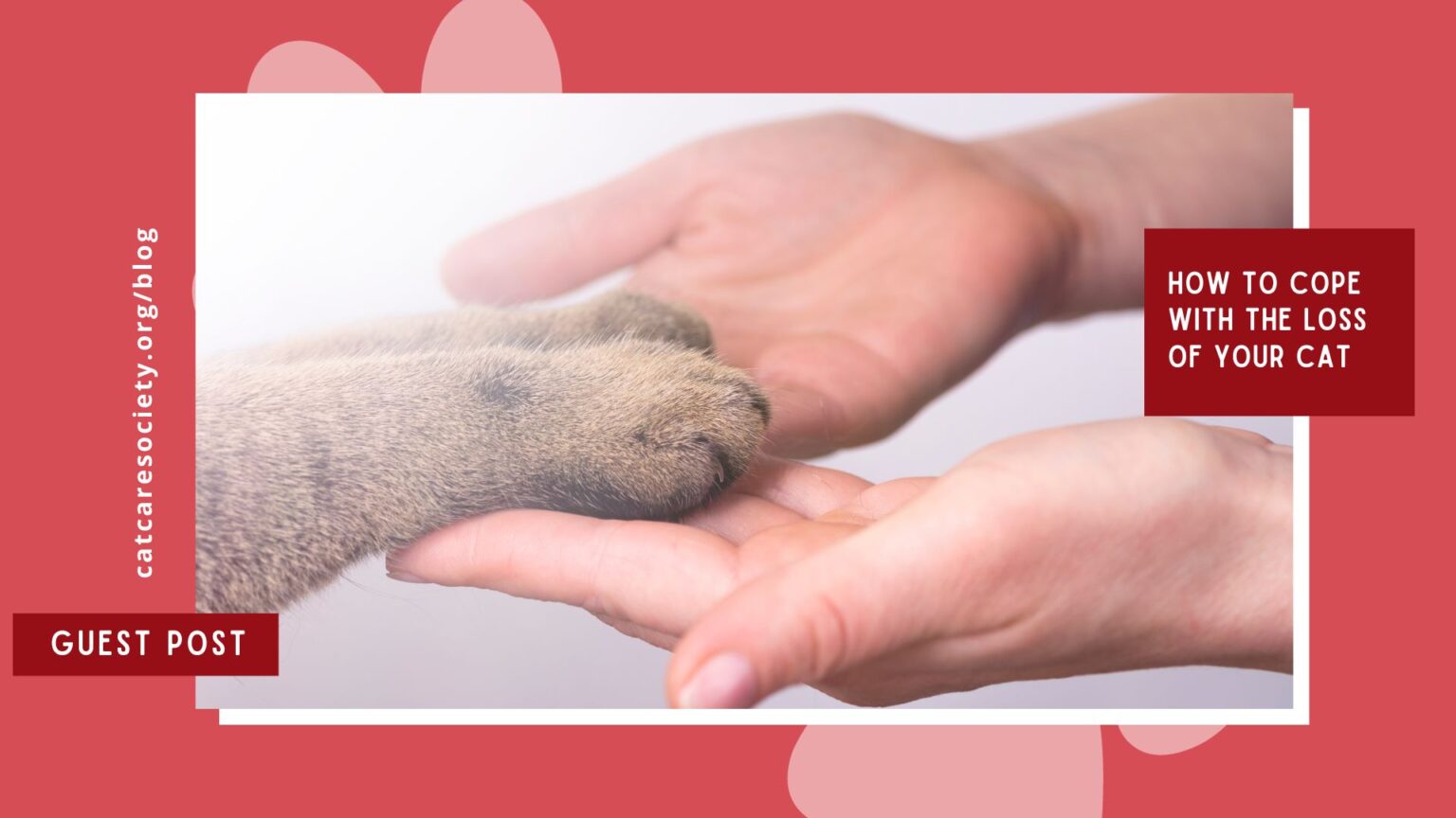 How to Cope with the Loss of Your Cat | Cat Care Society