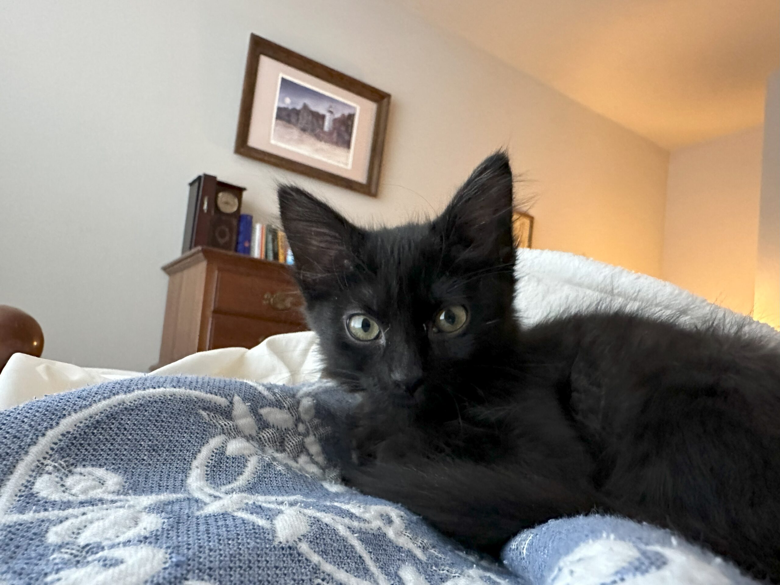 Happily Homed: Penny and Elizabeth (Espresso and Juniper) | Cat Care ...