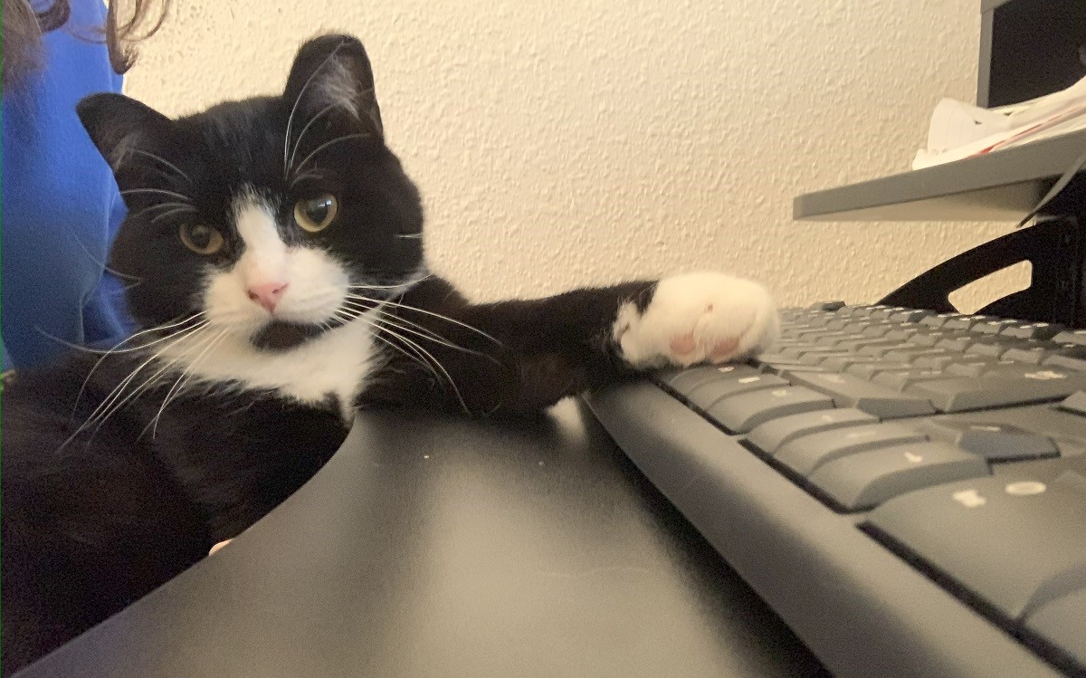Happily Homed: Maximus | Cat Care Society