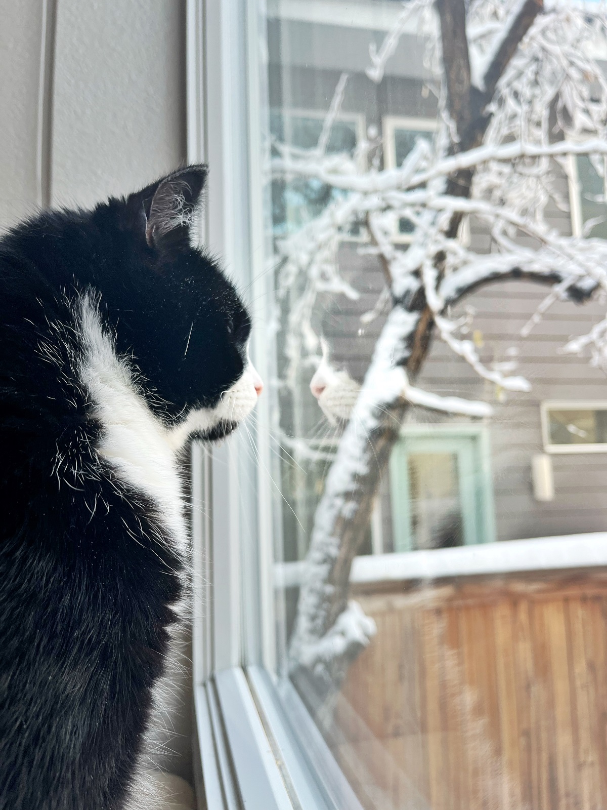 Happily Homed: Maximus | Cat Care Society