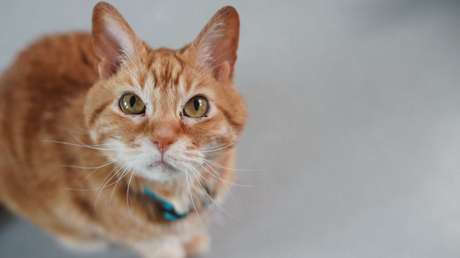 Events | Cat Care Society