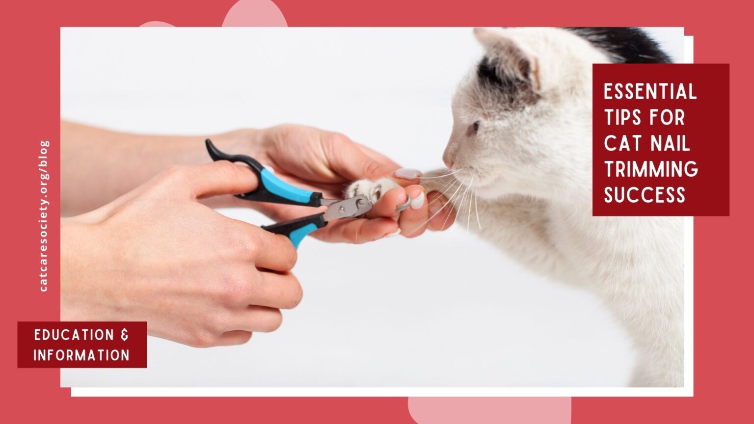 Cat Claw 101: A Guide to Trimming Kitty Nails | Cat Care Society