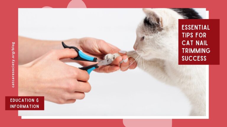 Cat Claw 101: A Guide to Trimming Kitty Nails | Cat Care Society