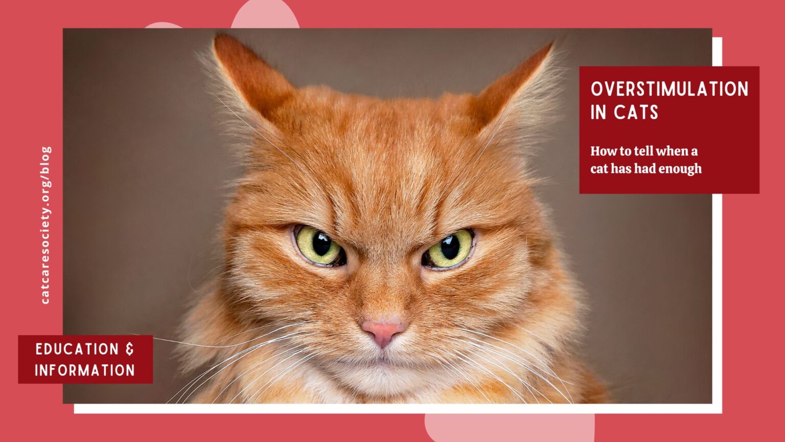 Overstimulation in Cats: Understanding “Aggressive” Behavior and ...