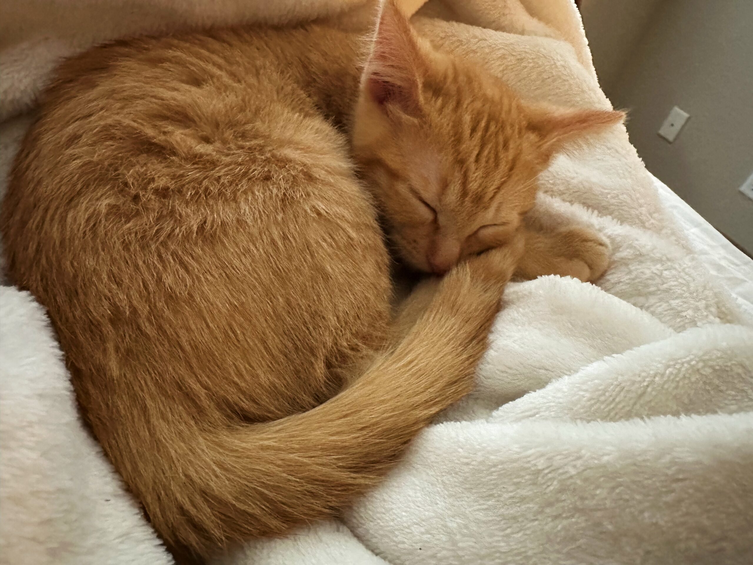 Happily Homed: Penny and Elizabeth (Espresso and Juniper) | Cat Care ...