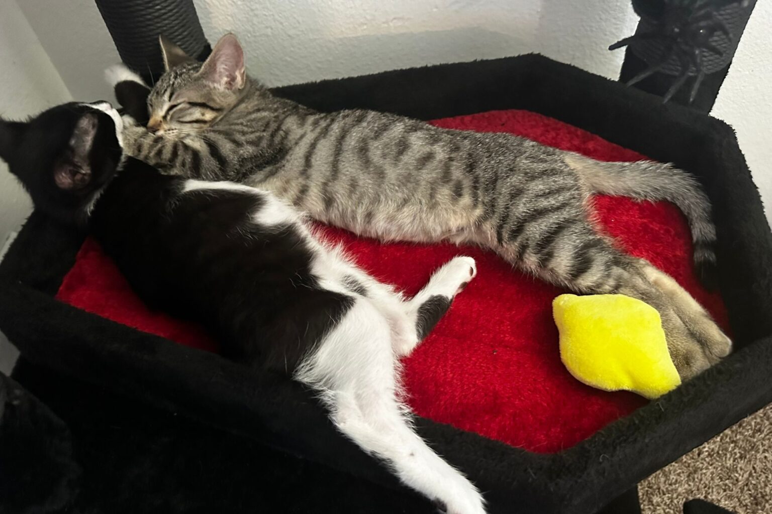 Happily Homed: Crybaby and Coraline (Dill and Squirrel) | Cat Care Society