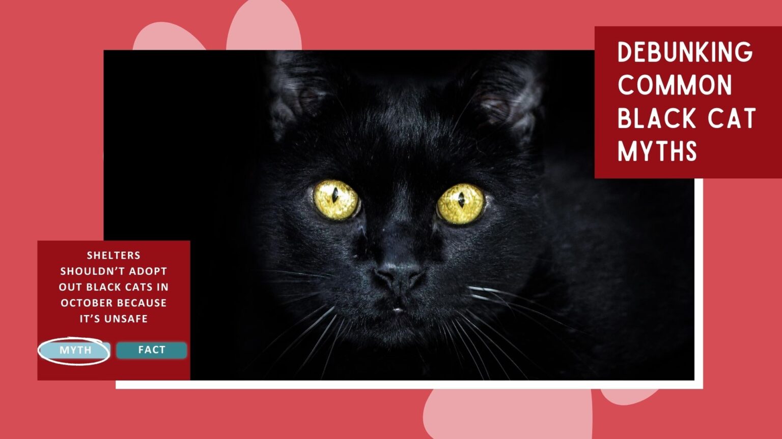 Debunking 4 Common Black Cat Myths | Cat Care Society
