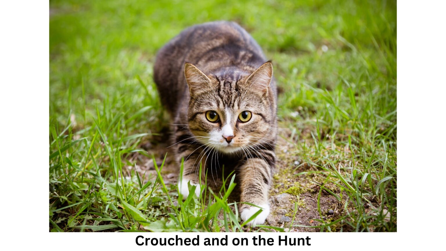 Decoding Cat Body Language | Cat Care Society