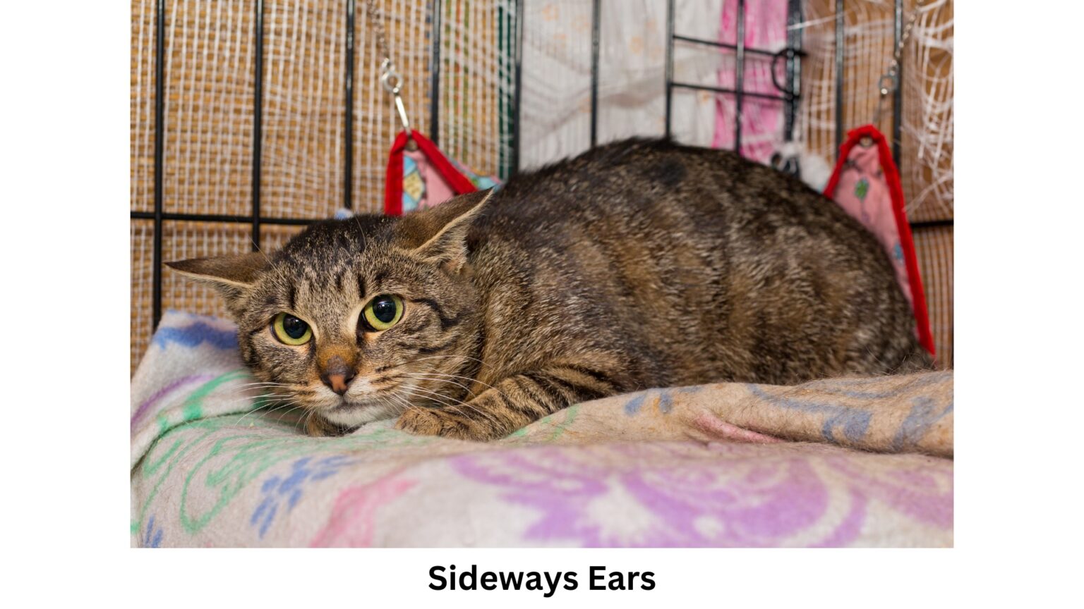 Decoding Cat Body Language | Cat Care Society