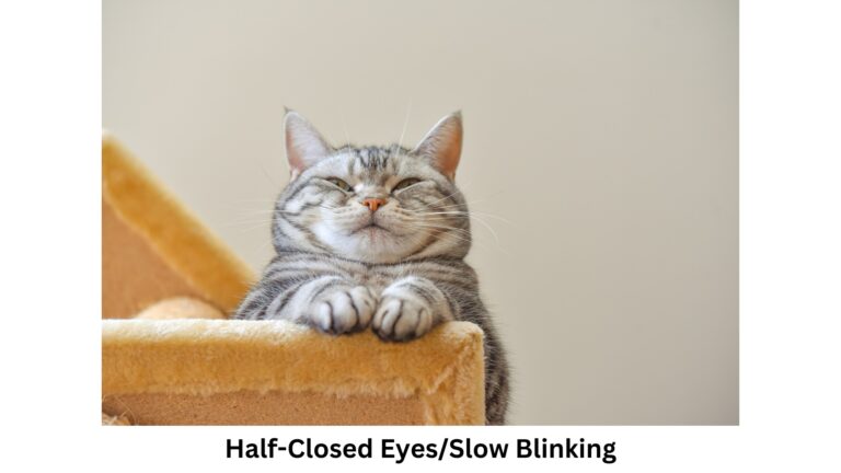 Decoding Cat Body Language | Cat Care Society