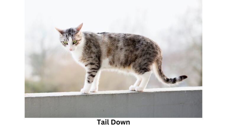 Decoding Cat Body Language | Cat Care Society