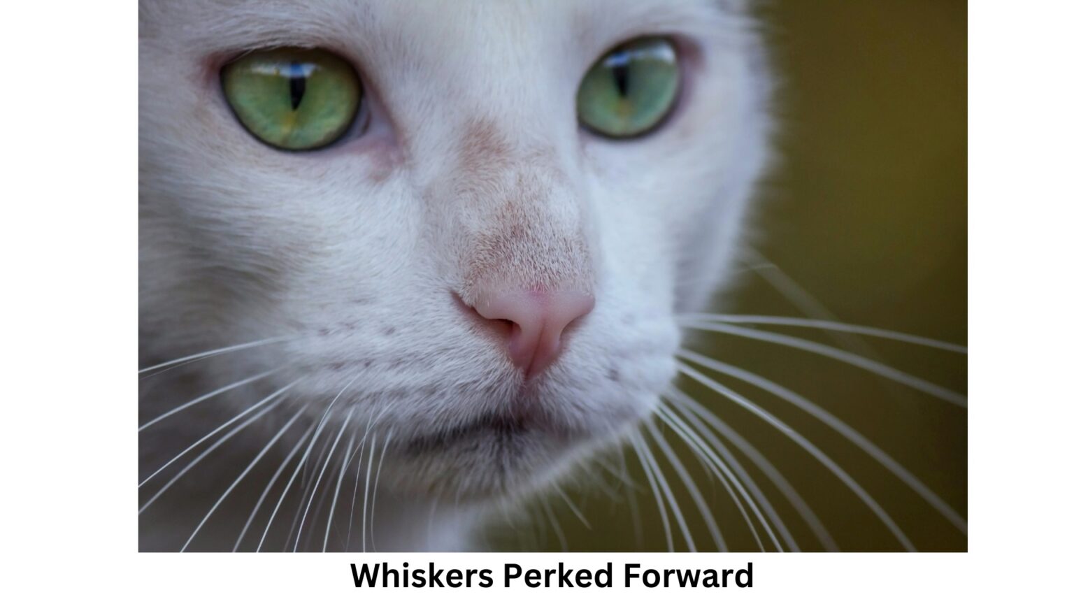 Decoding Cat Body Language | Cat Care Society