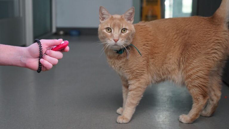 Events | Cat Care Society