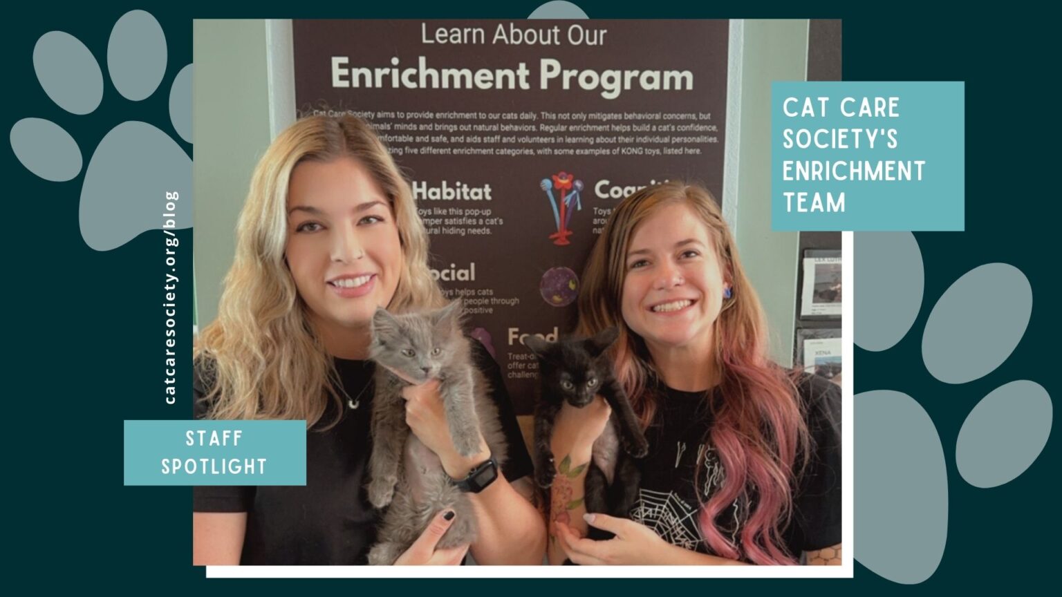 Inside CCS’ Enrichment Efforts & Team | Cat Care Society