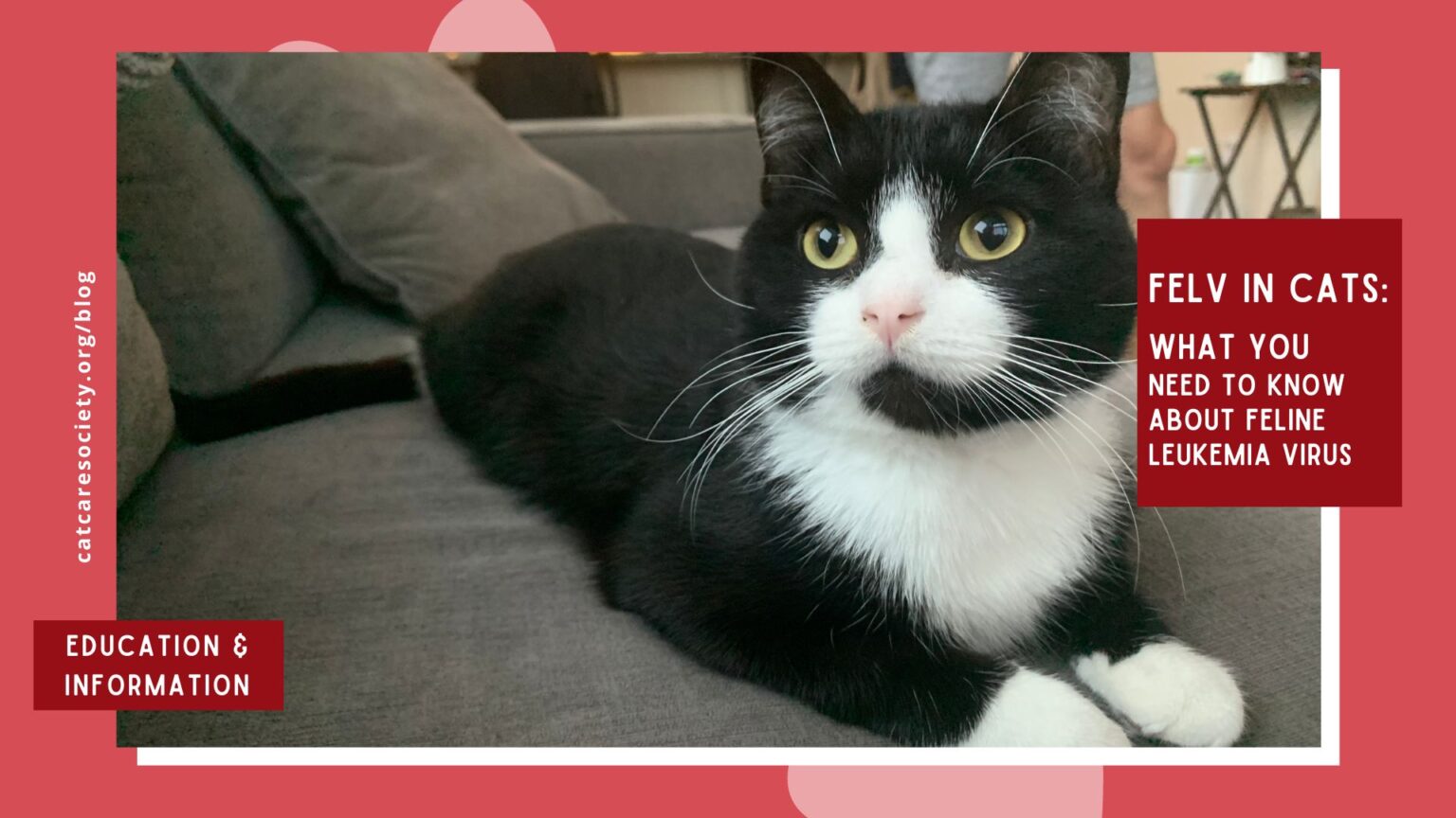 FeLV in Cats: What You Need to Know