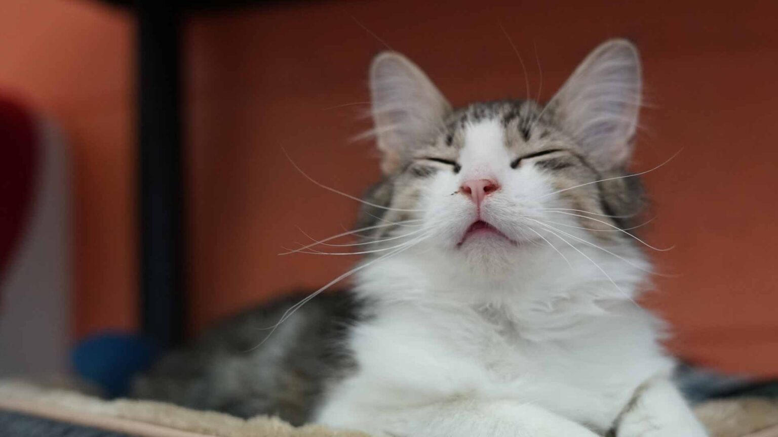 Cat Care Society | A Cat Shelter in Lakewood, CO