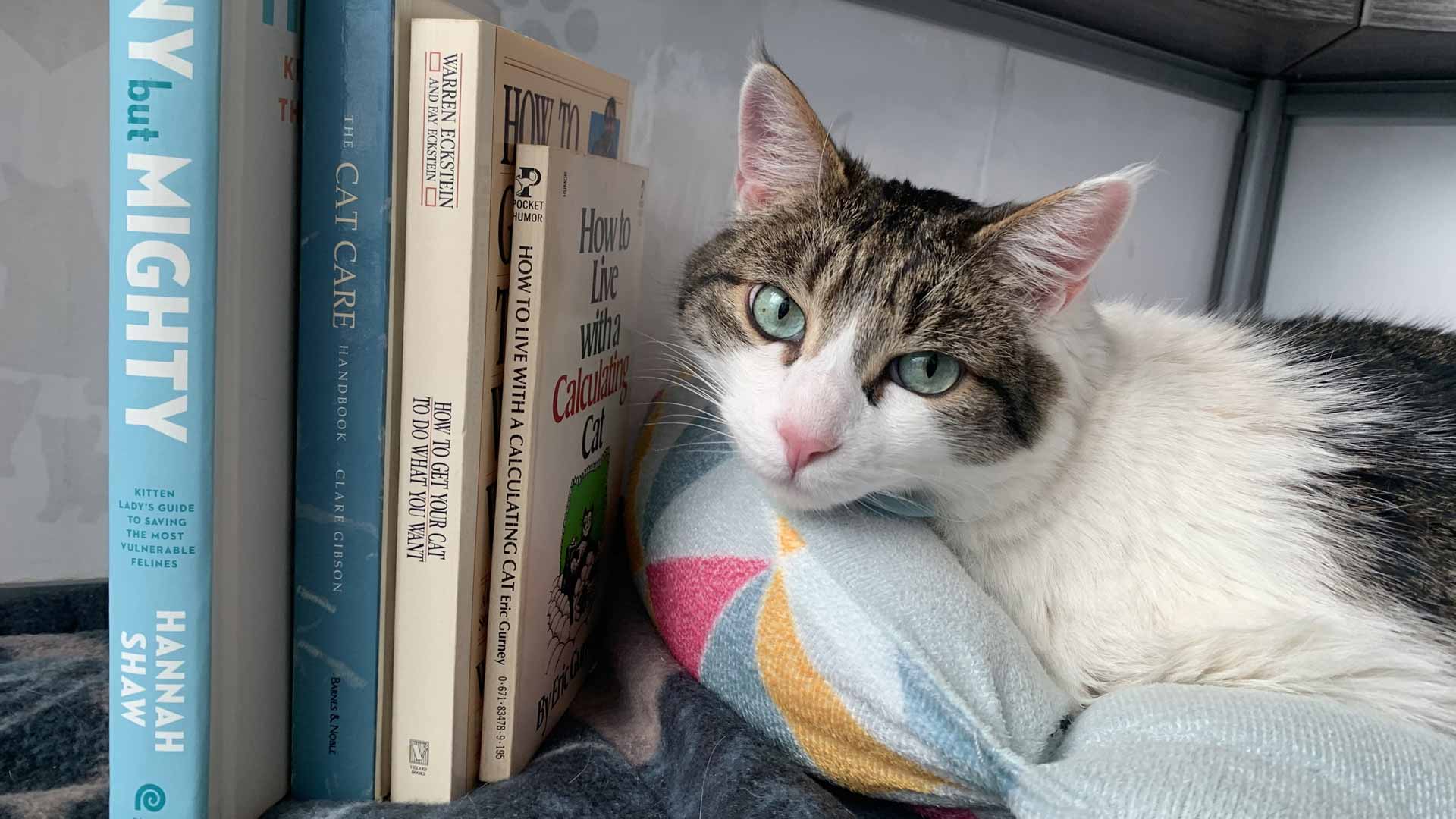 News & Media | Cat Care Society