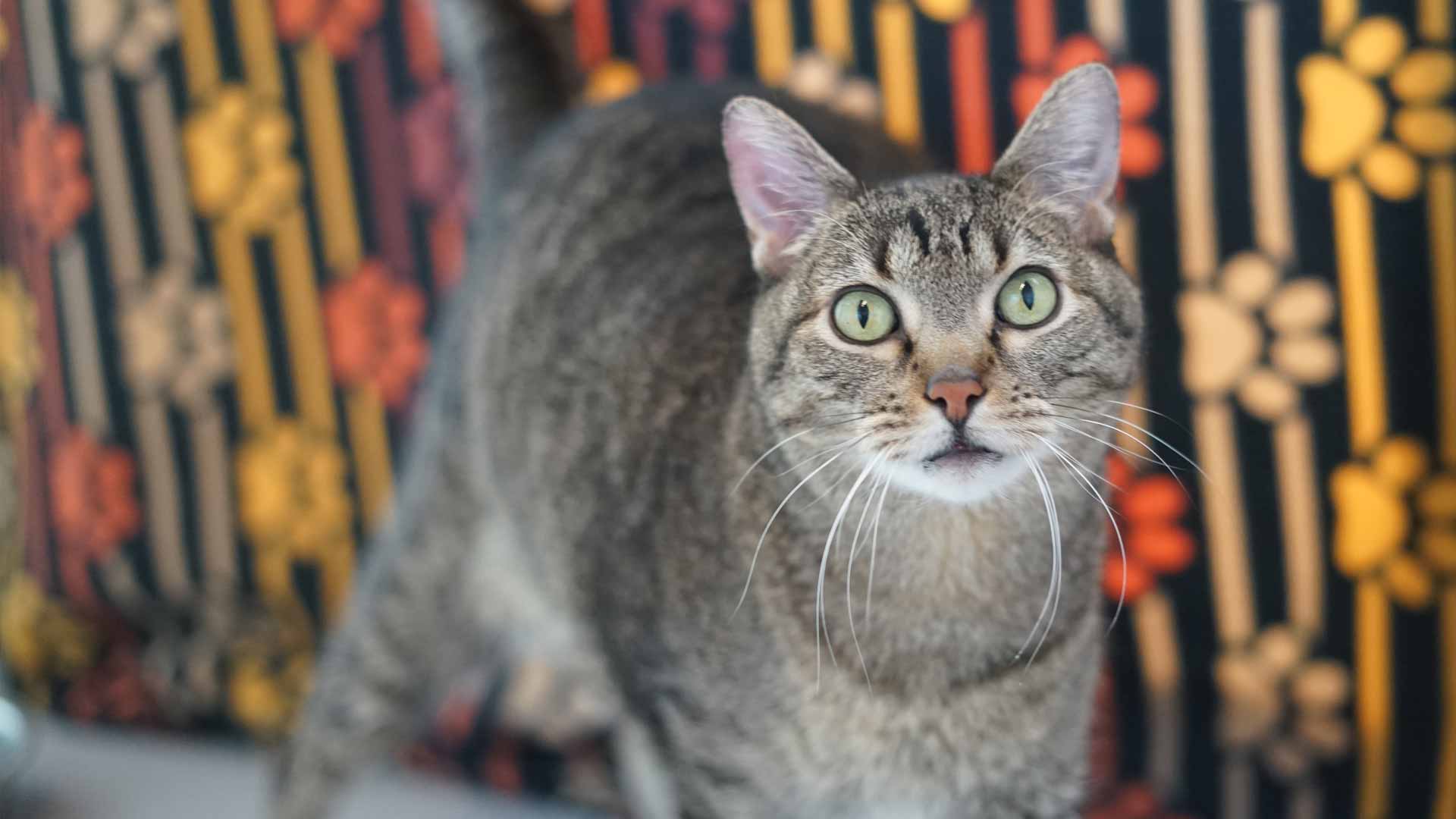 Our Partners | Cat Care Society