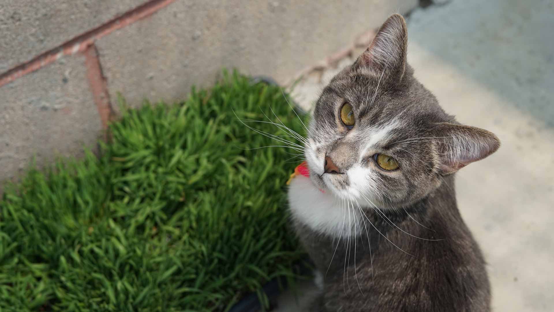 Programs | Cat Care Society