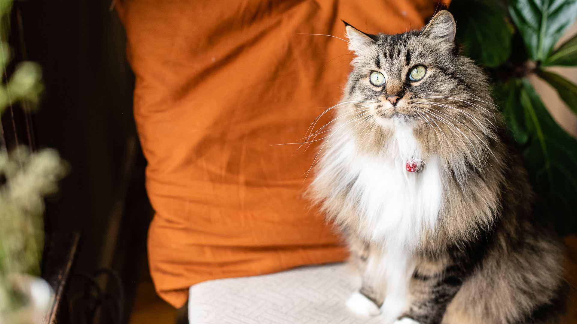 Newsletters & Publications | Cat Care Society