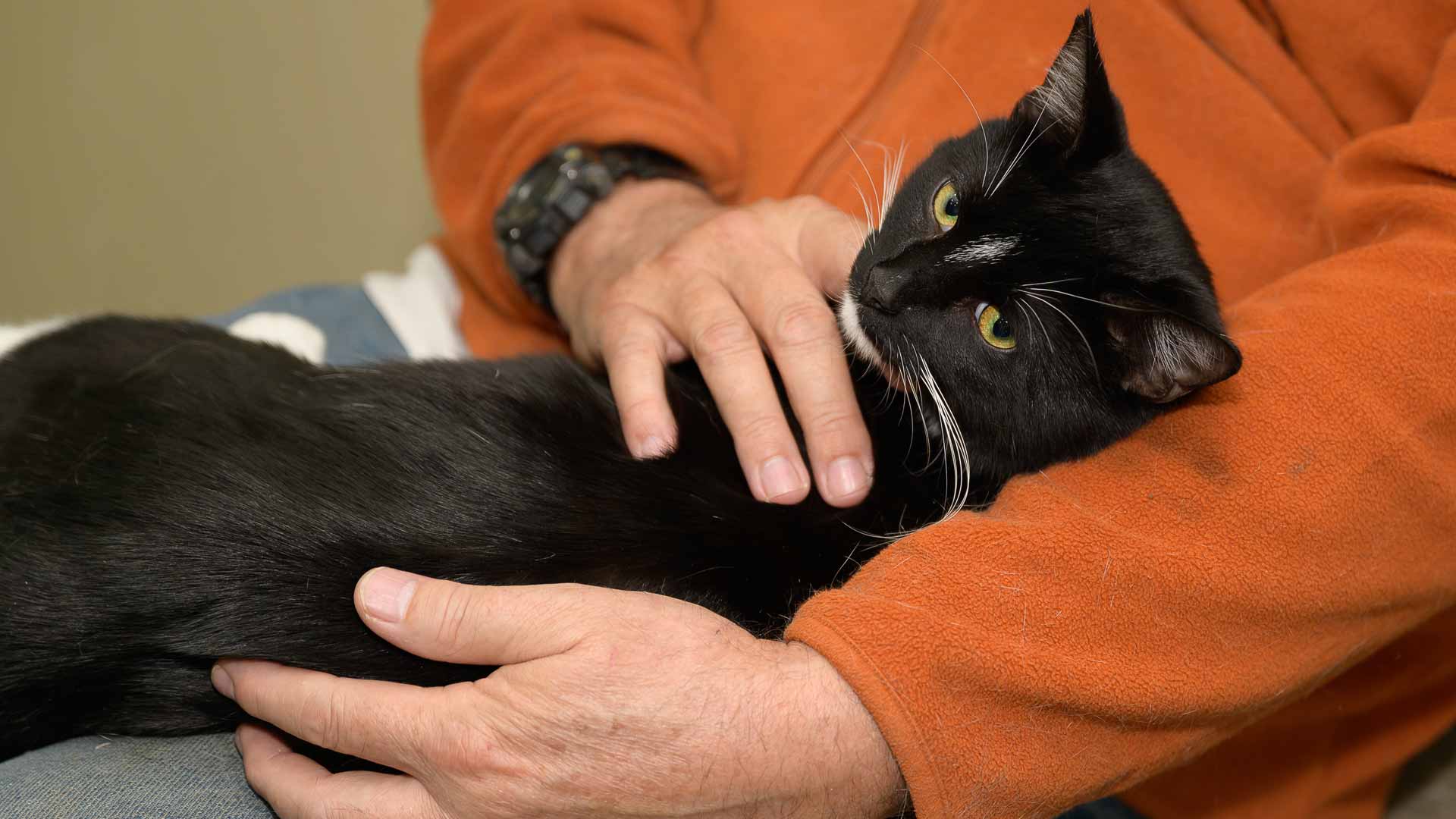 Resources & Info | Cat Care Society