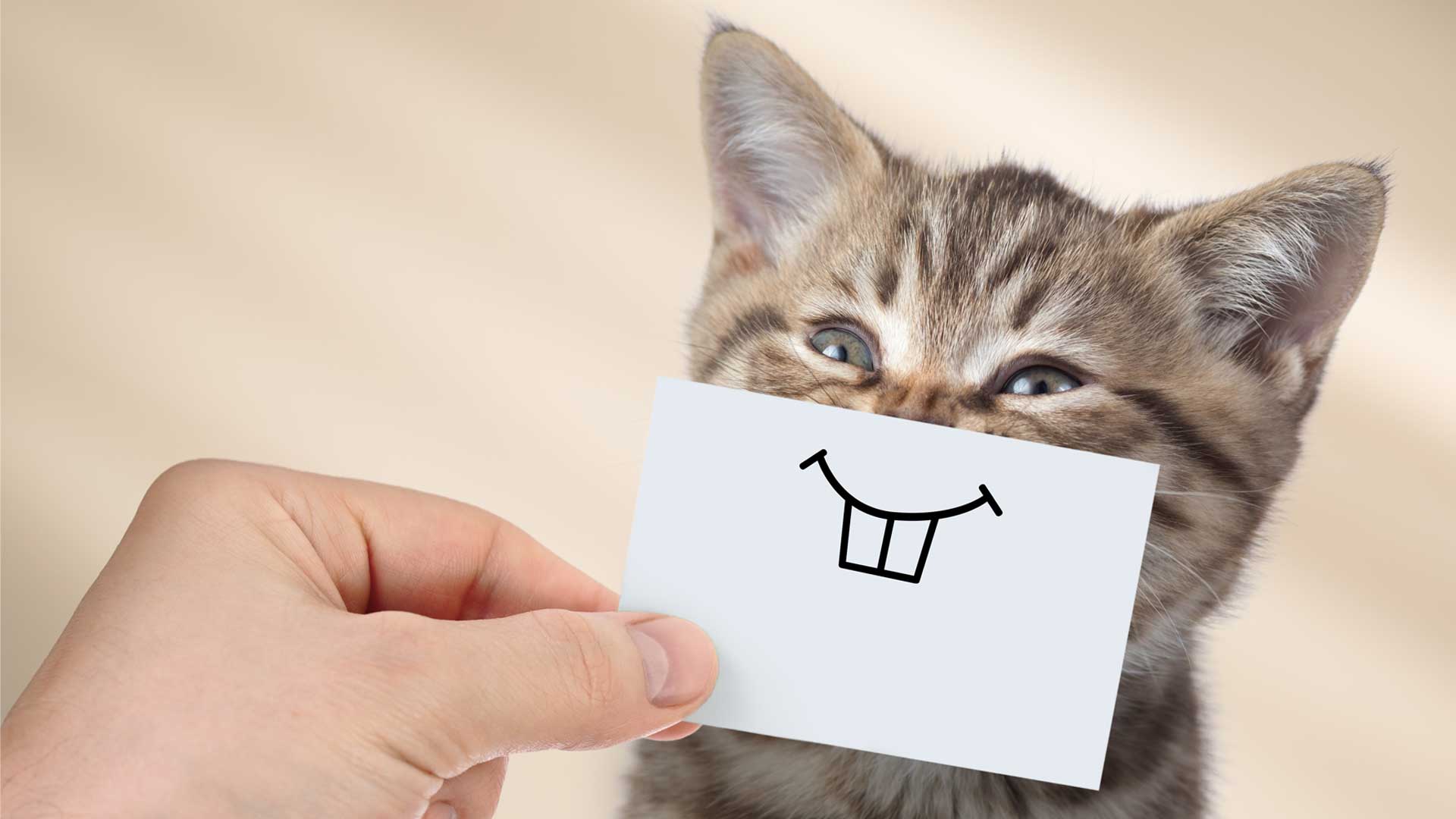 Volunteer | Cat Care Society