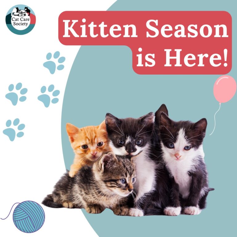 Setting Your Kitten Up for Success: Essential Tips for New Owners | Cat ...