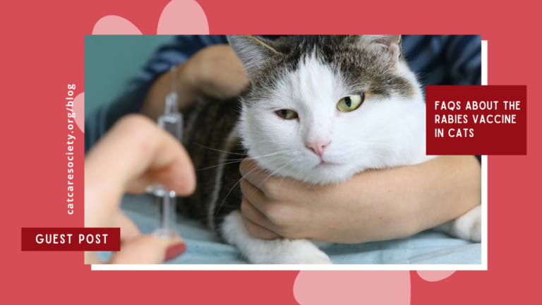 The Rabies Vaccine for Cats: Frequently Asked Questions (FAQs) | Cat ...