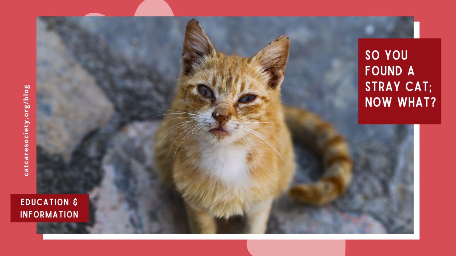 Decoding Cat Body Language | Cat Care Society